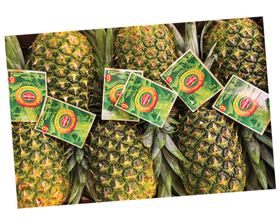 Del Monte Espana | Historia